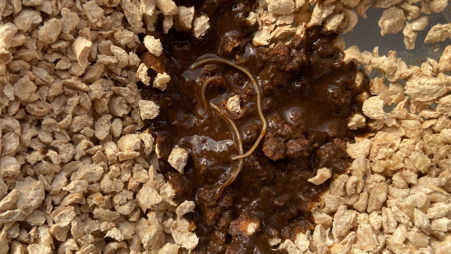 Identifying Worms In Cats: What Do Worms Look Like? - Drontal