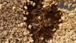 Identifying Worms In Cats: What Do Worms Look Like? - Drontal