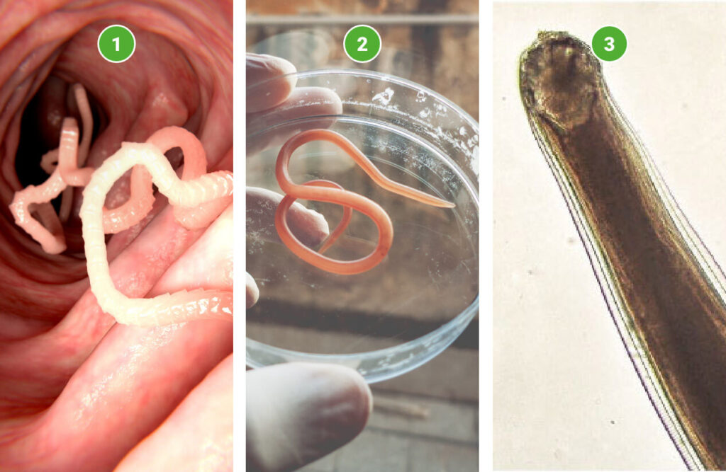 IDENTIFYING INTESTINAL WORMS IN DOGS: WHAT DO WORMS LOOK LIKE? - Drontal
